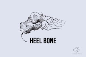 Anatomy of the Heel: Understanding the Complex Structure - Straits Podiatry